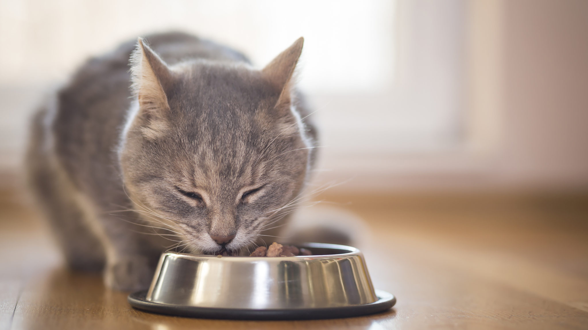 Alimentation Du Chat Les R gles Savoir Catnisweb Alimentation Du Chat Les R gles Savoir Catnisweb